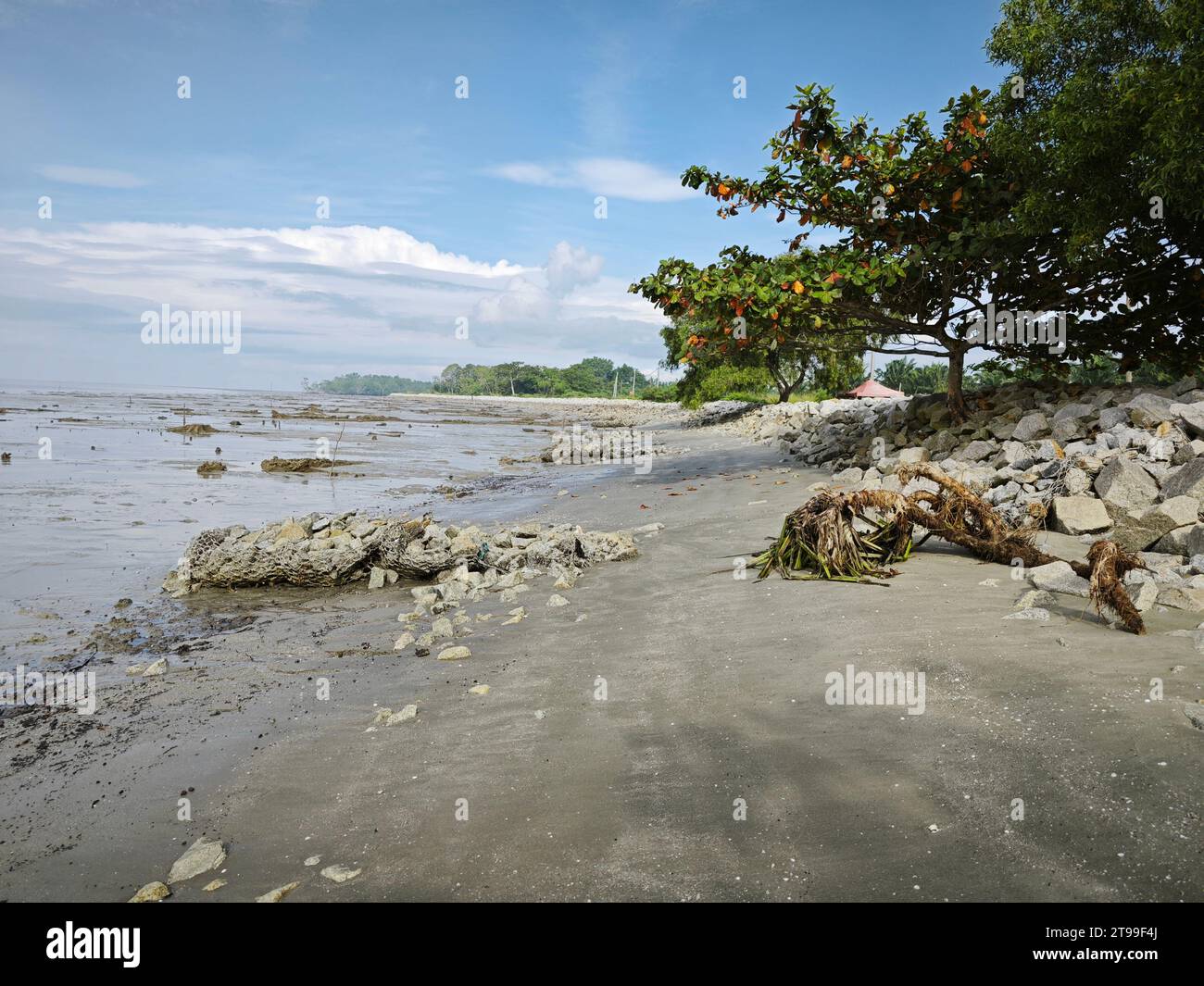 swampy mud beach environment at the low-tide beach Stock Photo - Alamy