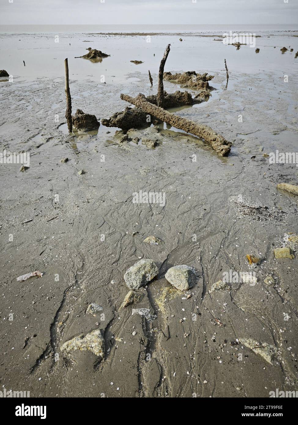 swampy mud beach environment at the low-tide beach Stock Photo - Alamy