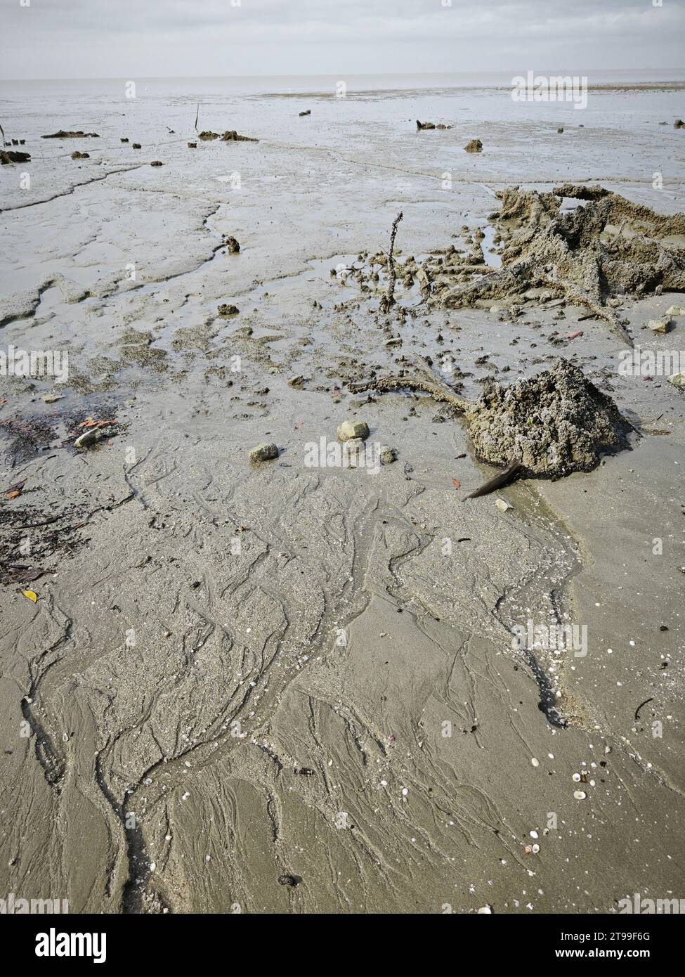 swampy mud beach environment at the low-tide beach Stock Photo - Alamy