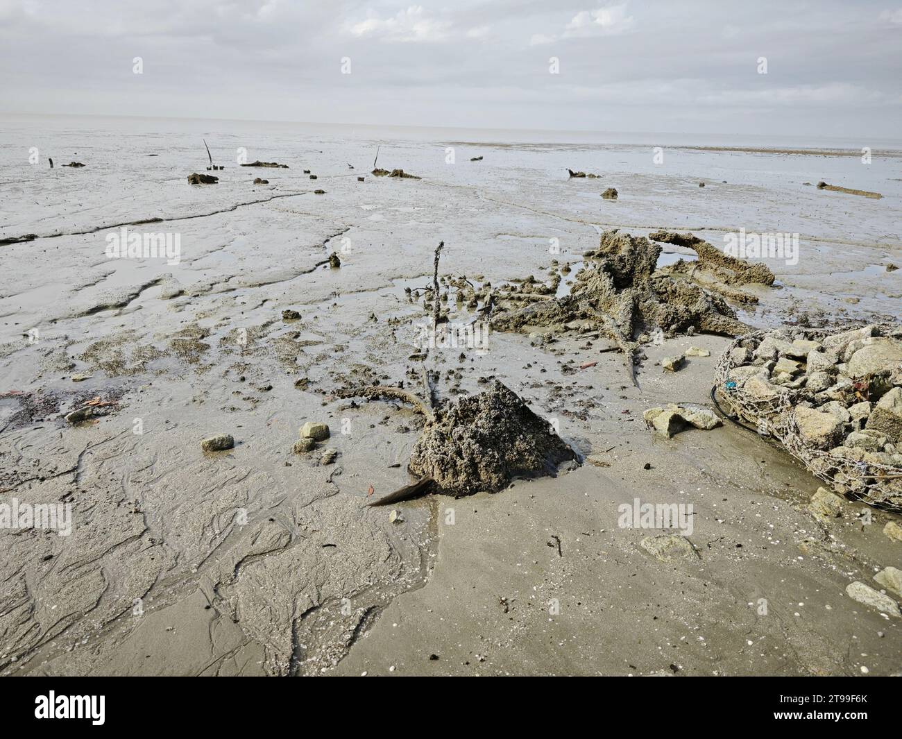 swampy mud beach environment at the low-tide beach Stock Photo - Alamy