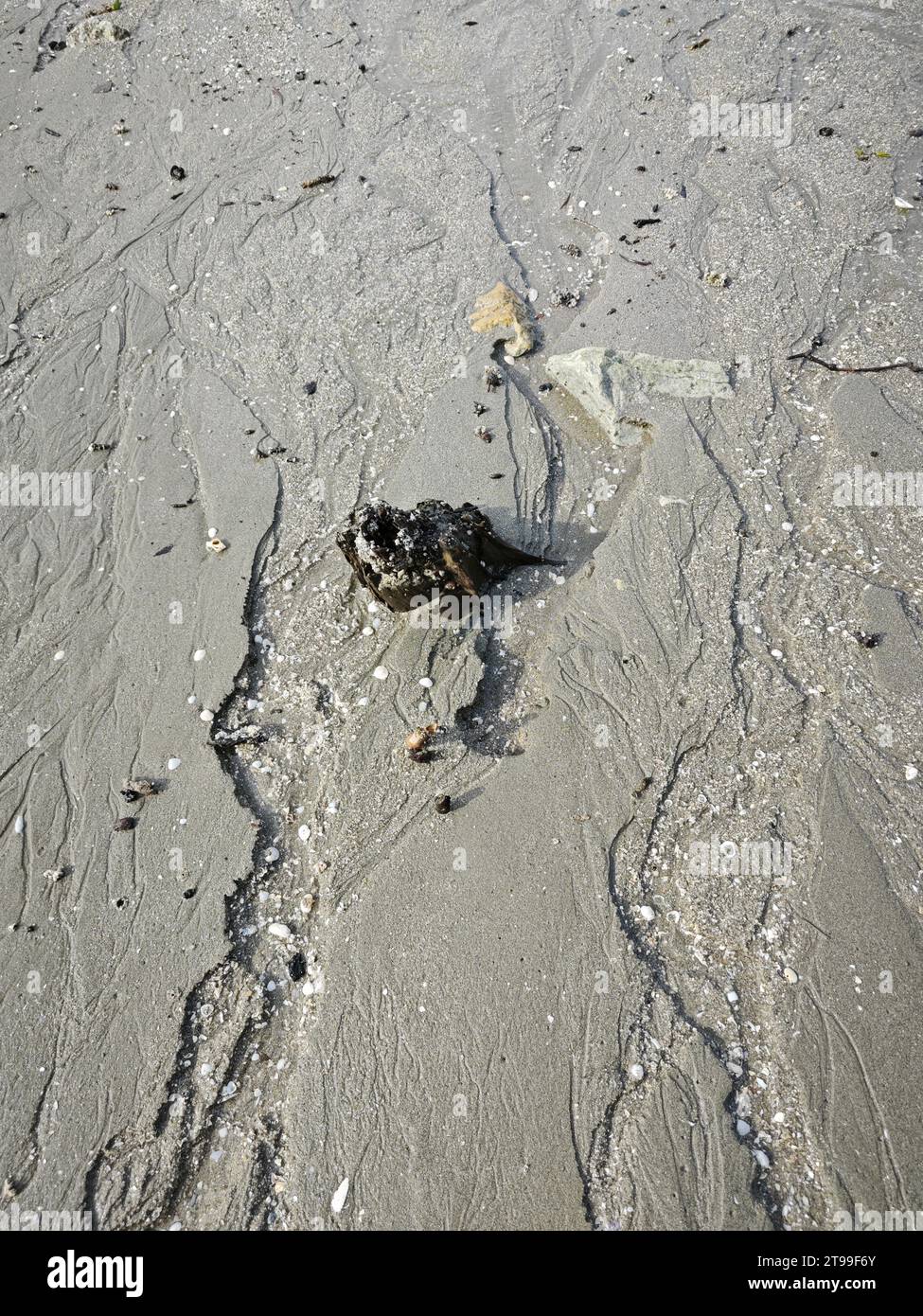 swampy mud beach environment at the low-tide beach Stock Photo - Alamy