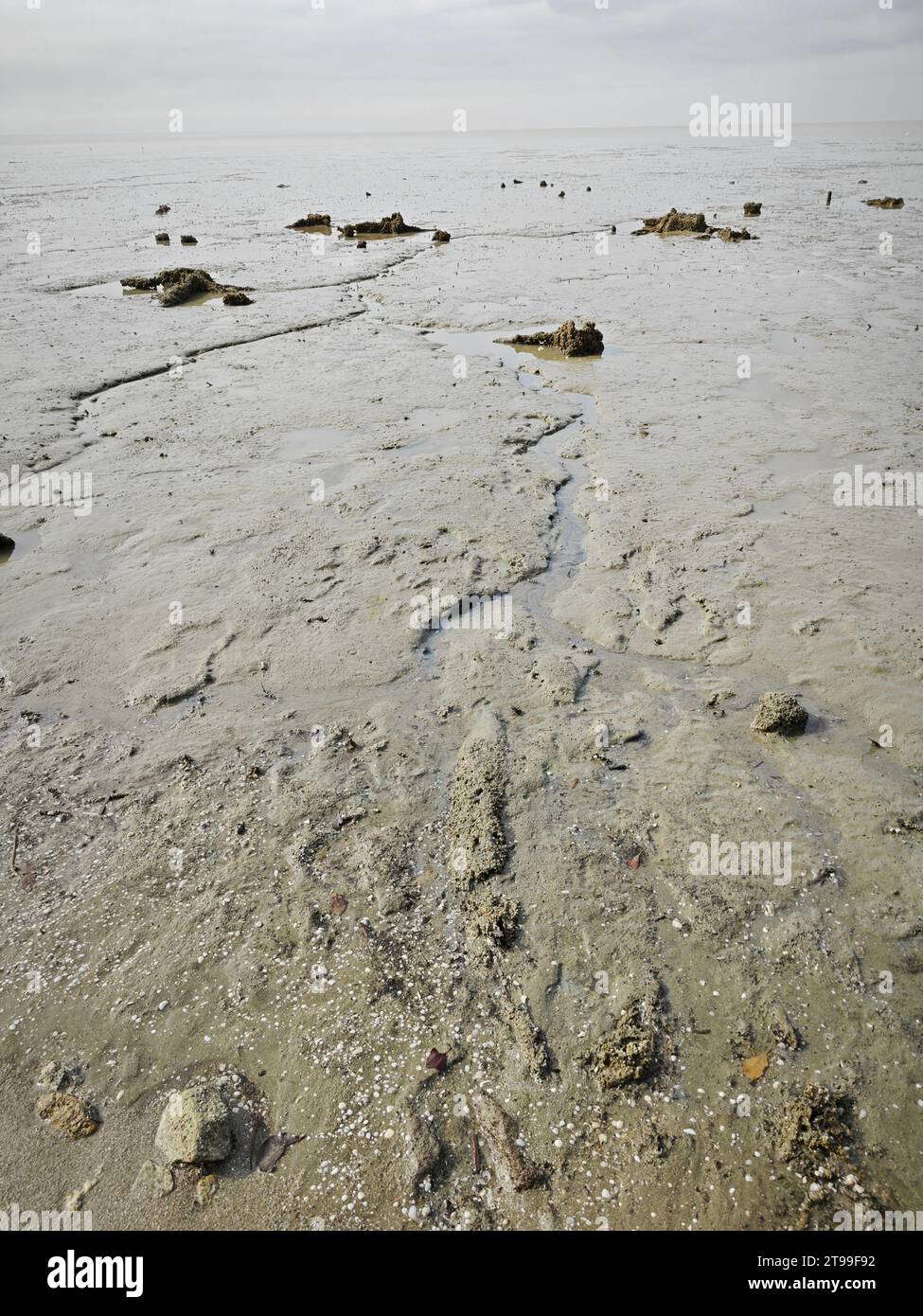 swampy mud beach environment at the low-tide beach Stock Photo - Alamy