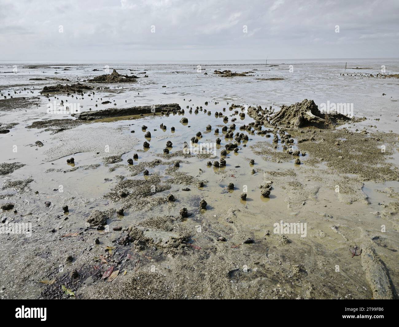 swampy mud beach environment at the low-tide beach Stock Photo - Alamy
