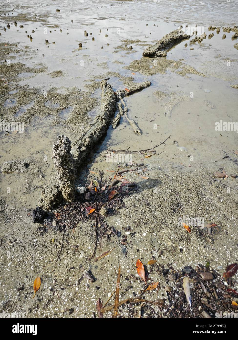 swampy mud beach environment at the low-tide beach Stock Photo - Alamy