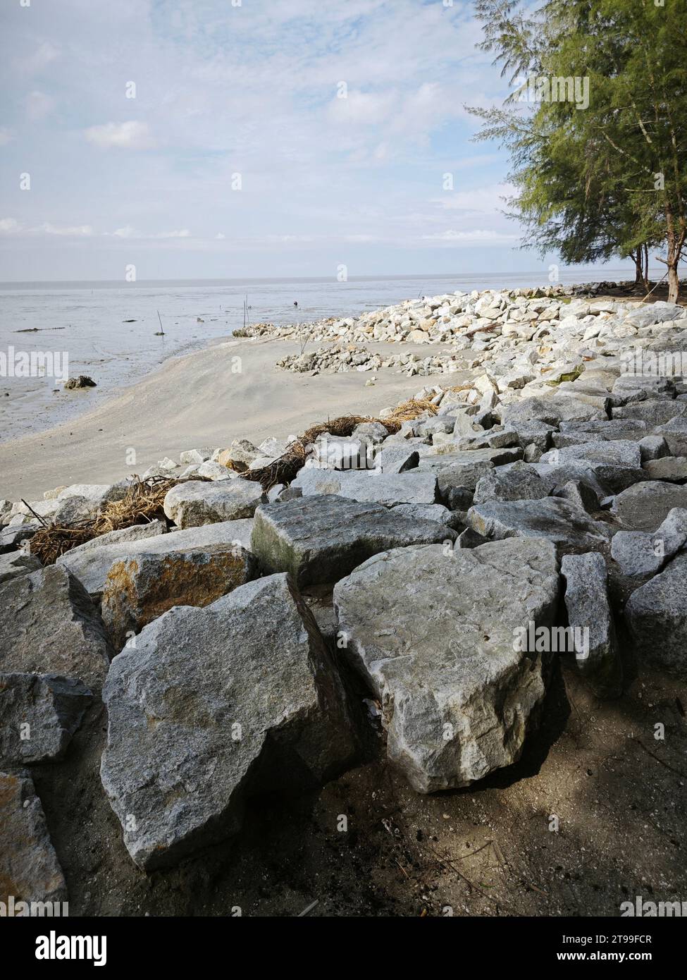 swampy mud beach environment at the low-tide beach Stock Photo - Alamy