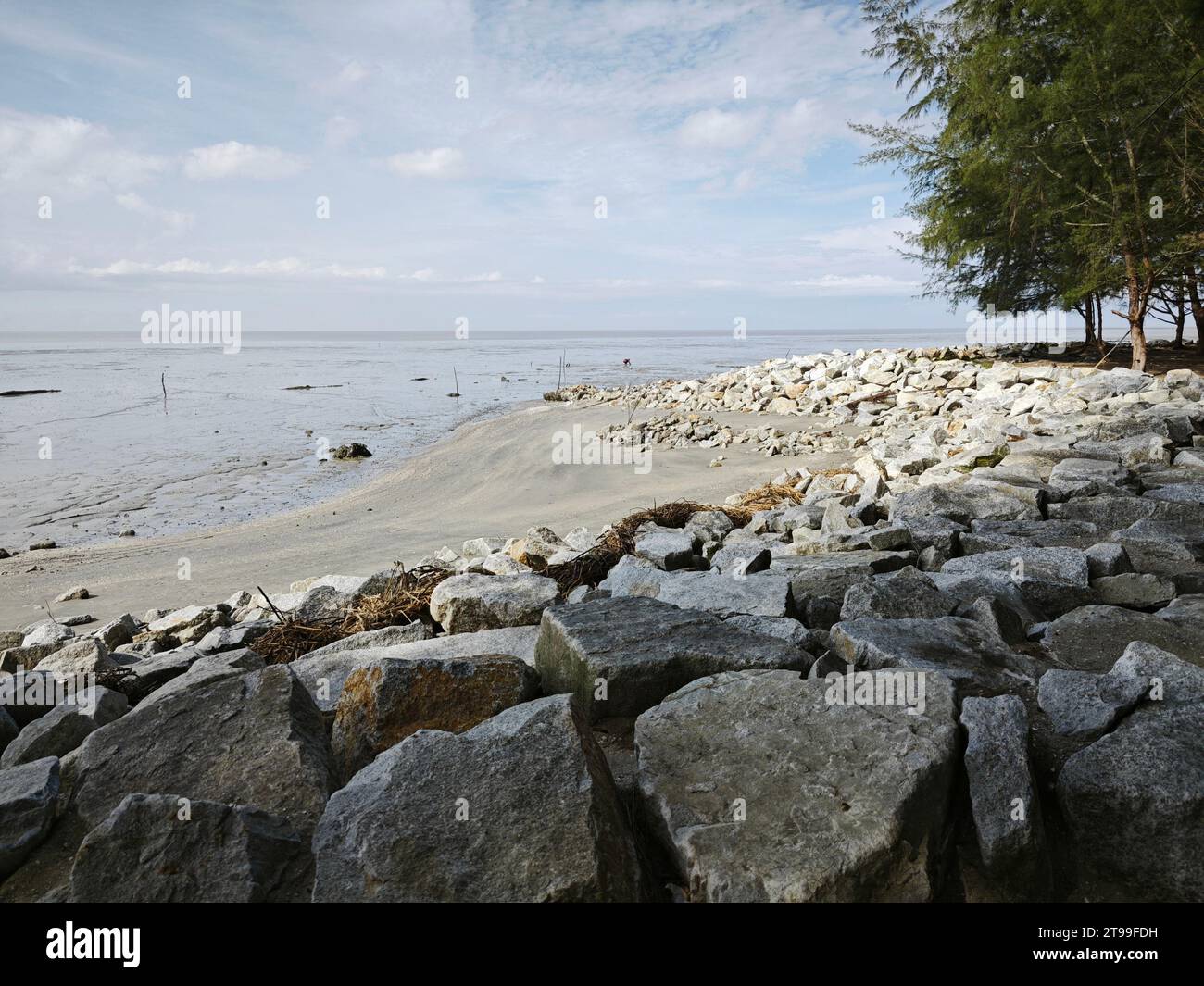 swampy mud beach environment at the low-tide beach Stock Photo - Alamy