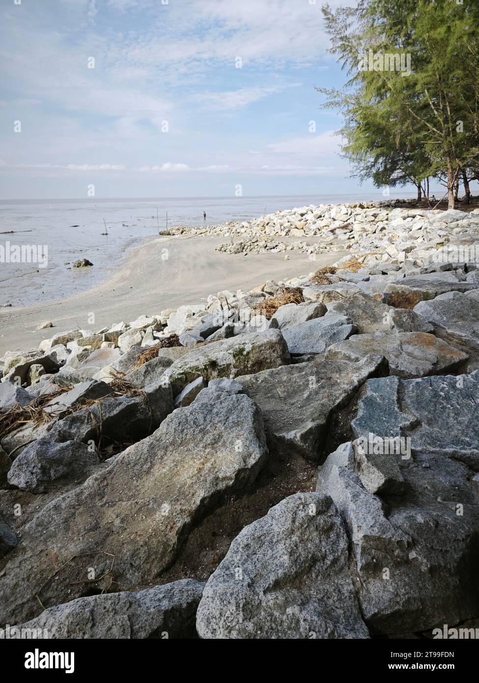 swampy mud beach environment at the low-tide beach Stock Photo - Alamy