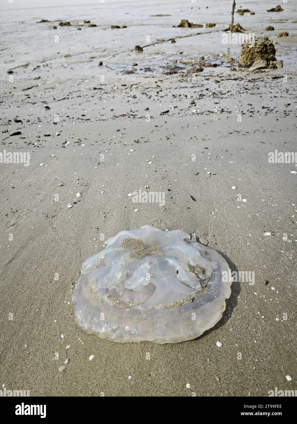 Transparent round jellyfish medusa hi-res stock photography and images ...