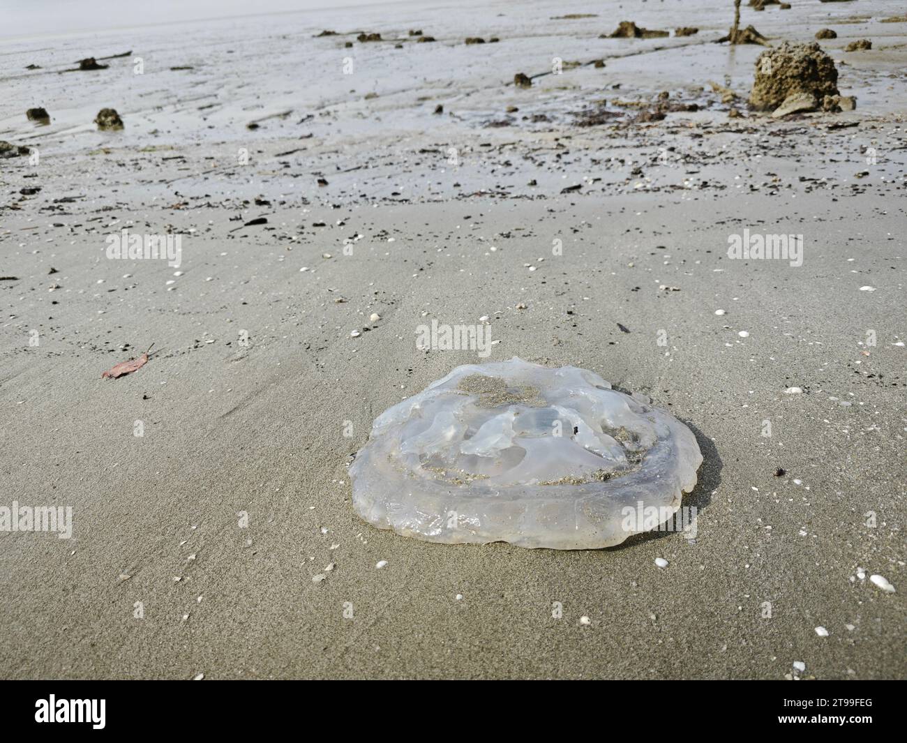 Transparent round jellyfish medusa hi-res stock photography and images ...
