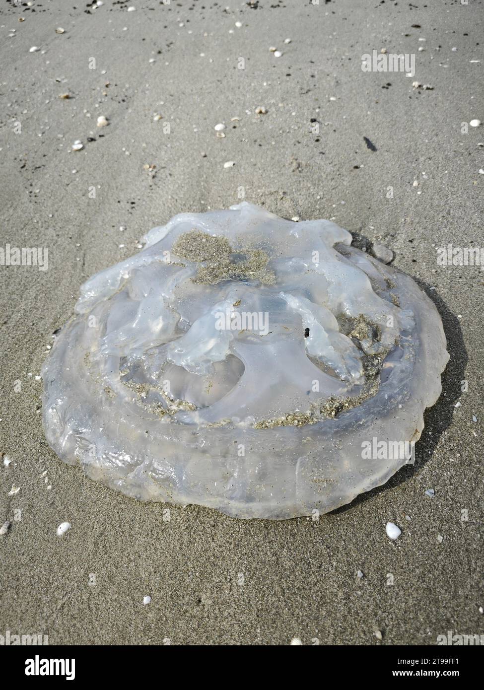 Transparent round jellyfish medusa hi-res stock photography and images ...