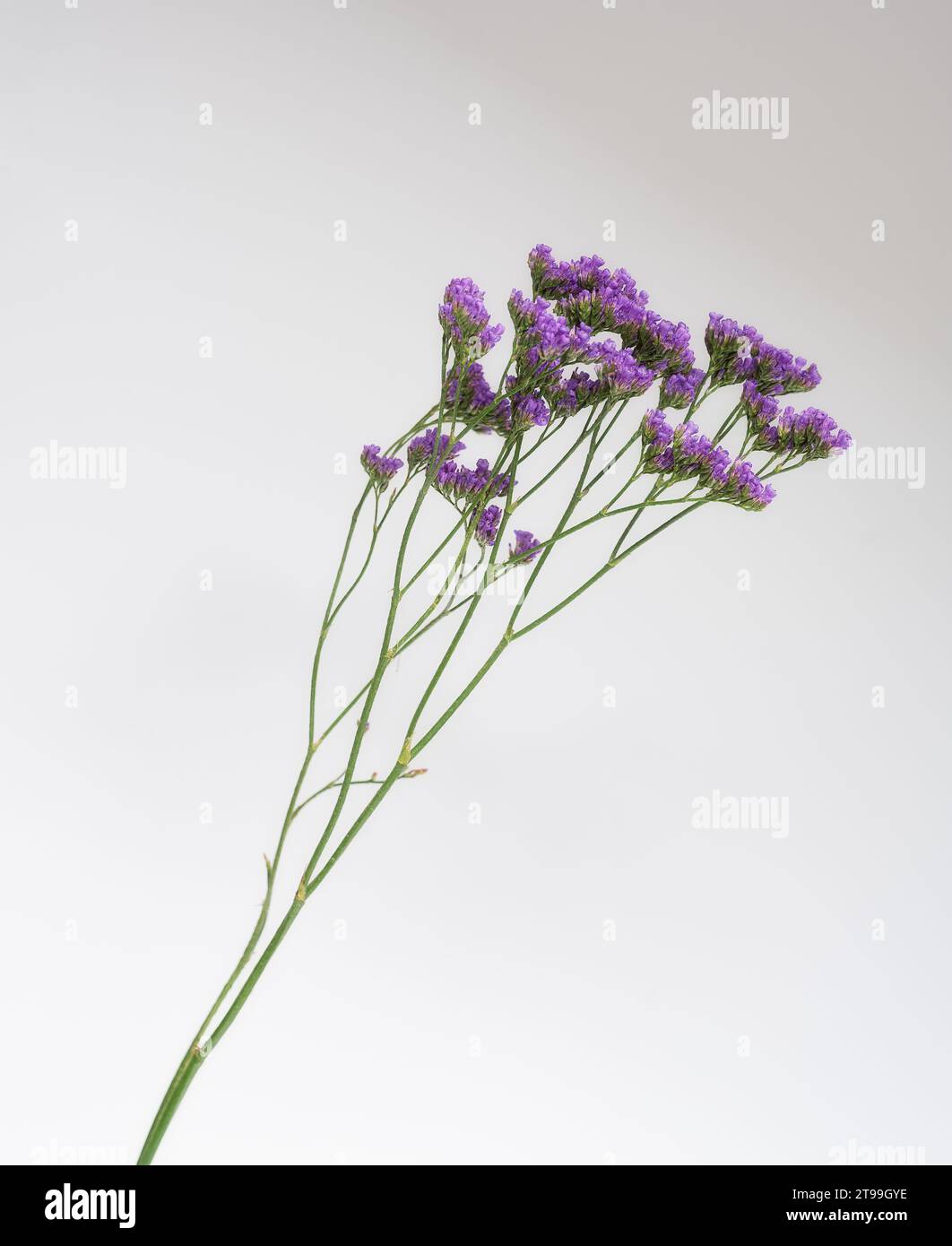 Purple Limonium sinuatum or statice on a white background Stock Photo ...