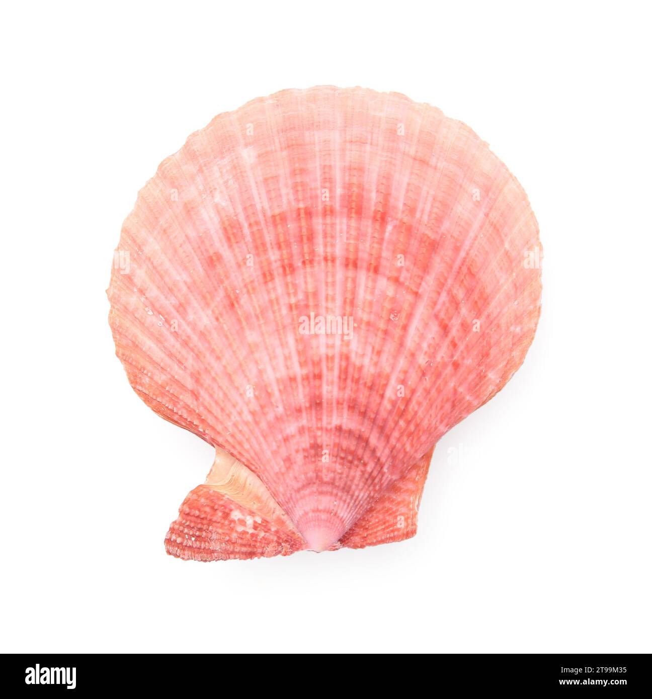 Beautiful pink seashell isolated on white, top view. Beach object Stock ...