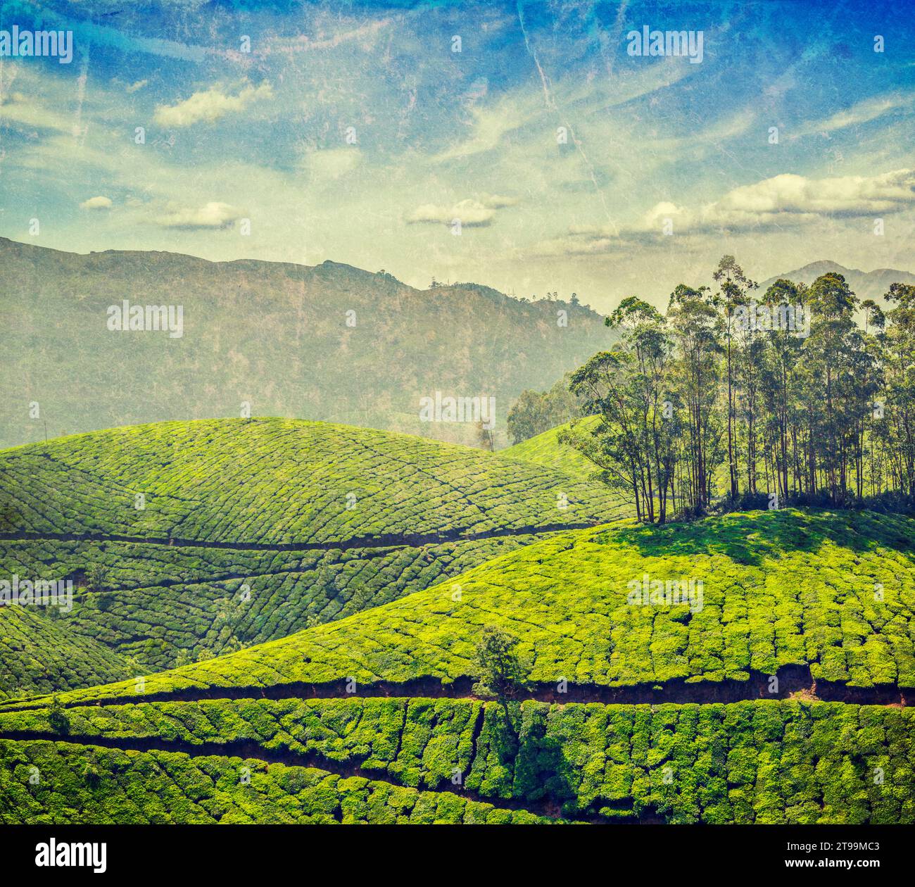 Tea plantations in India Stock Photo - Alamy