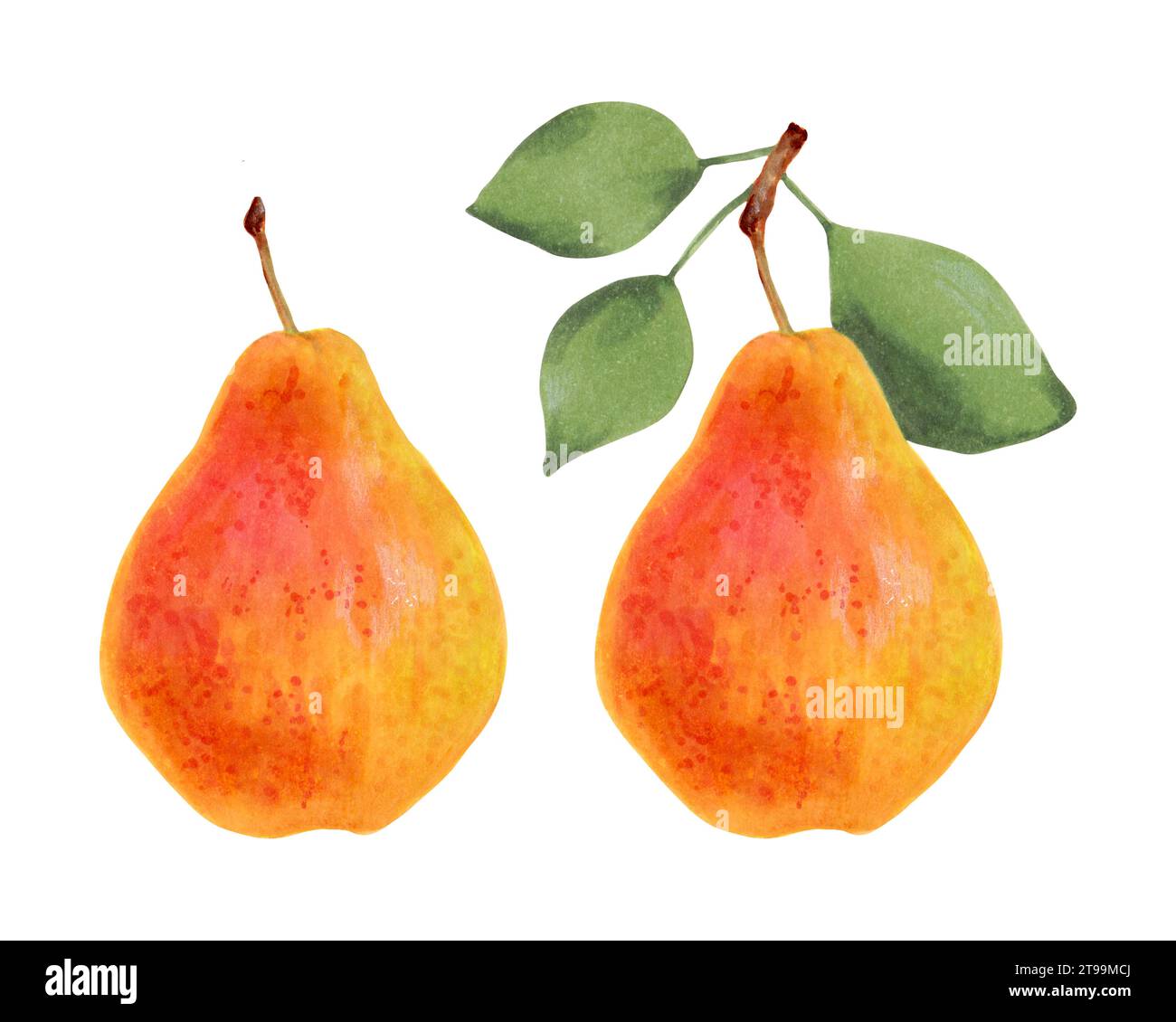 Yellow pears with and without leaves.Ripe fruits from the tree ...