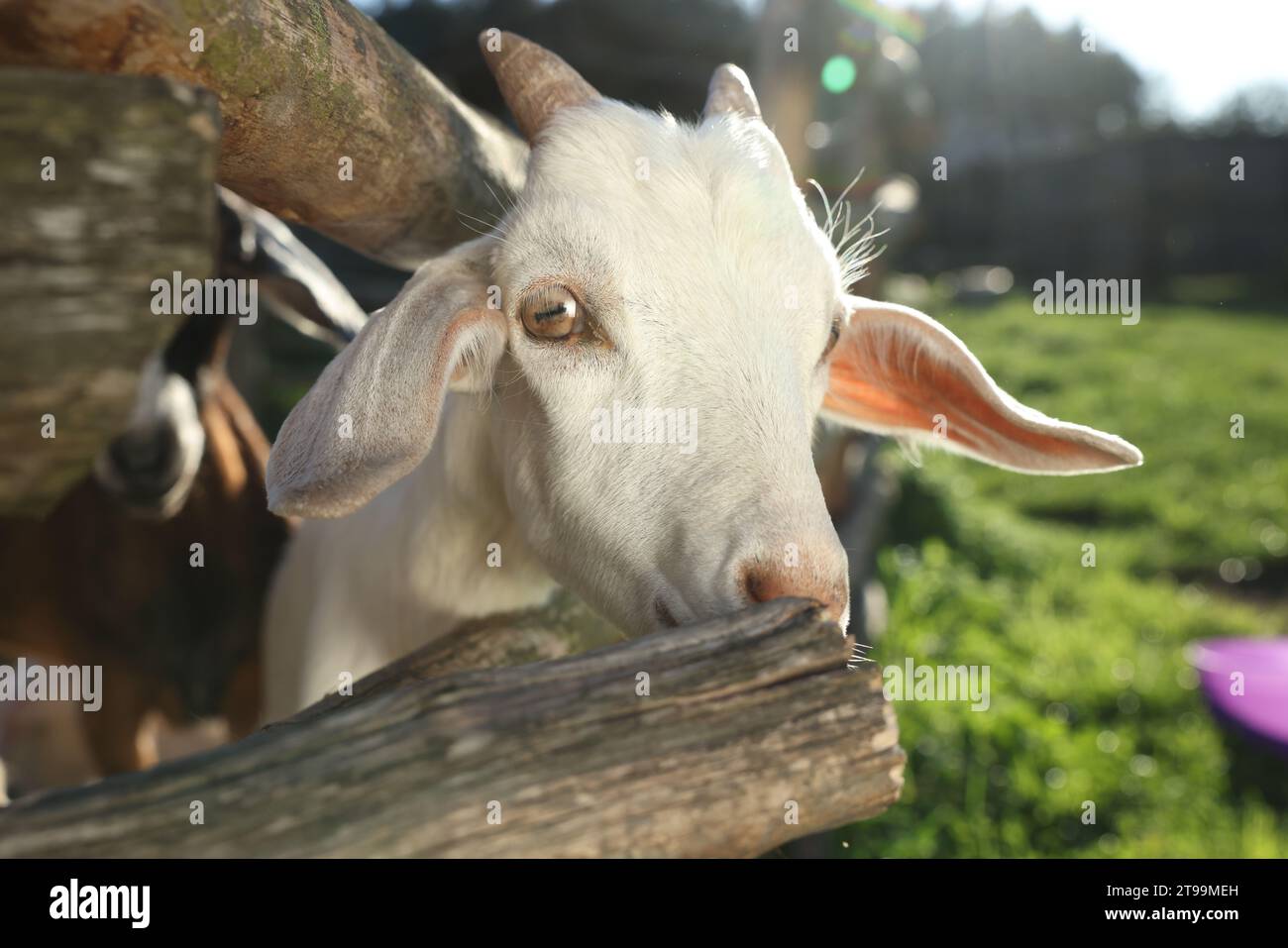 Cute goat inside of paddock at farm Stock Photo - Alamy
