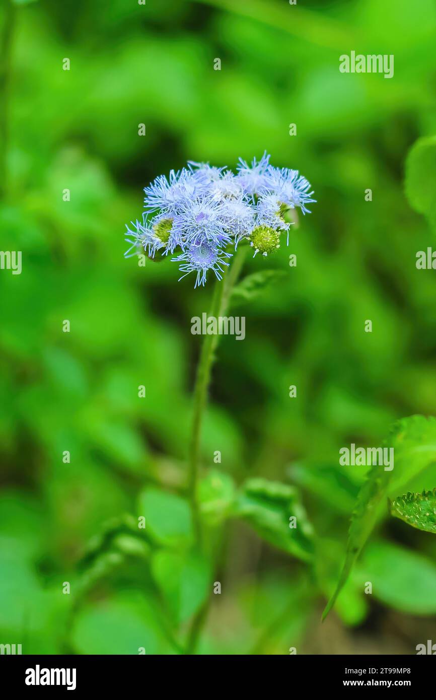 Ageratum conyzoides hi-res stock photography and images - Alamy