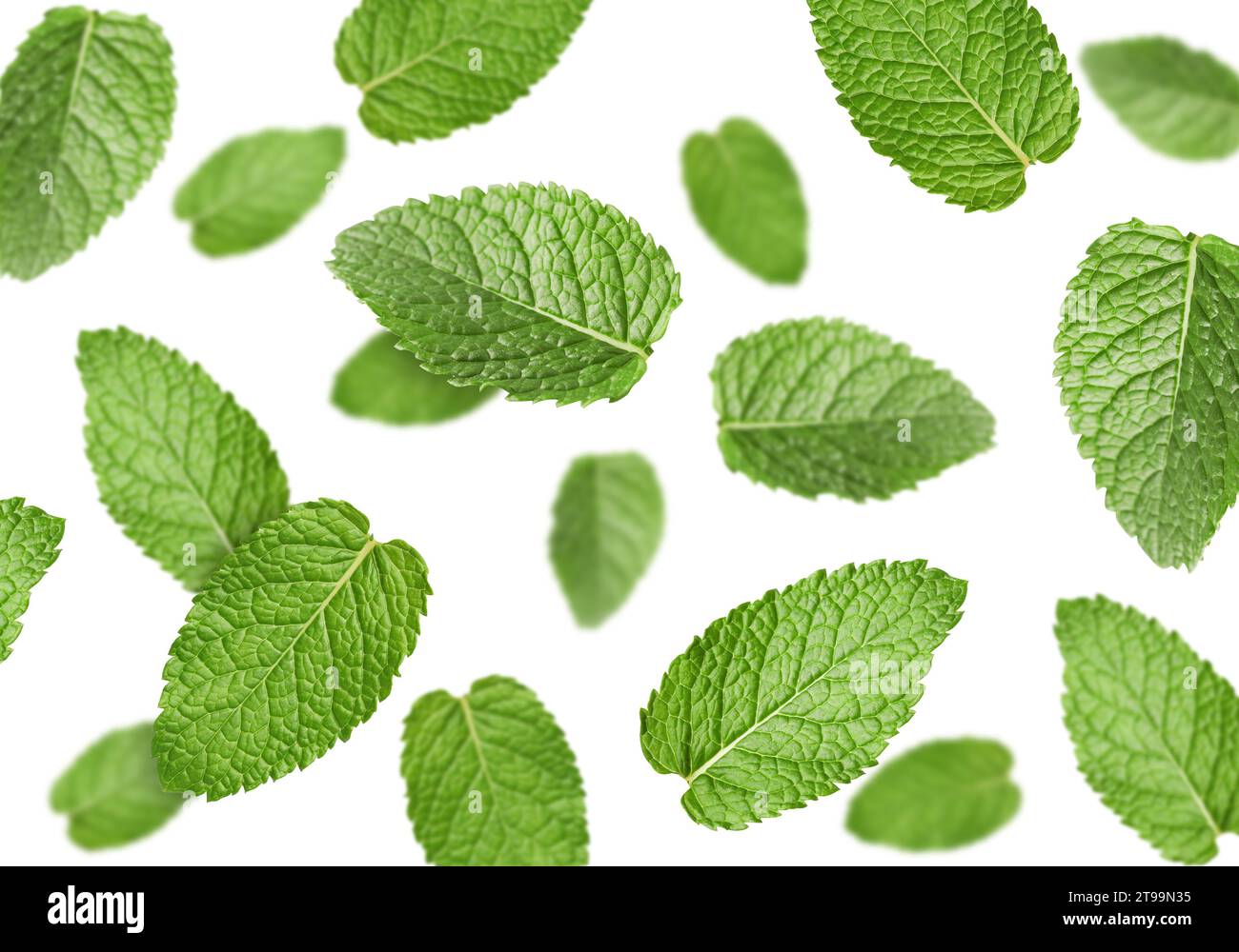 Fresh mint leaves falling on white background Stock Photo - Alamy