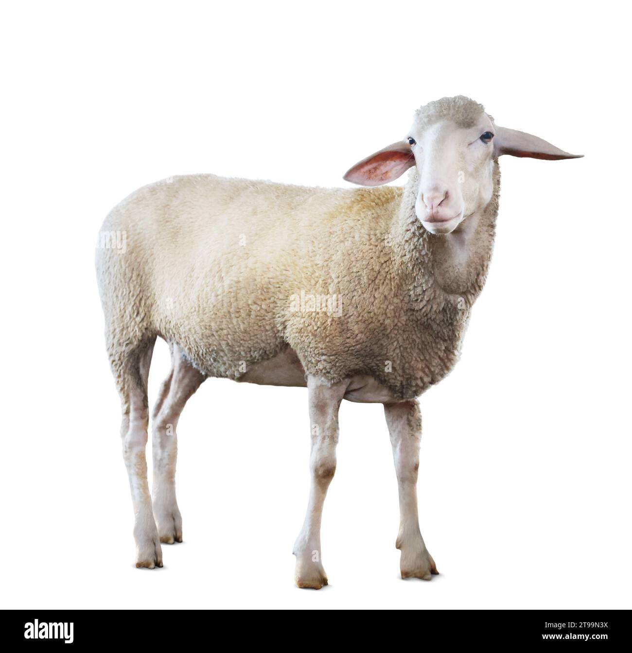 Farm animals barn on Cut Out Stock Images & Pictures - Alamy