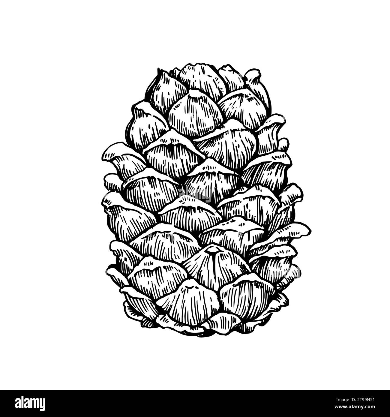 Cedar pine cone drawing in enagraving style. Hand drawn vector ...