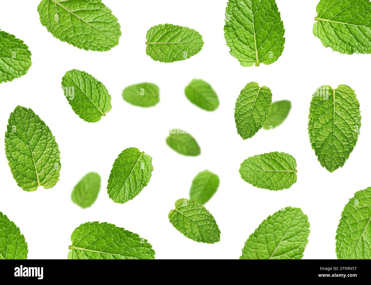 Fresh mint leaves falling on white background Stock Photo - Alamy