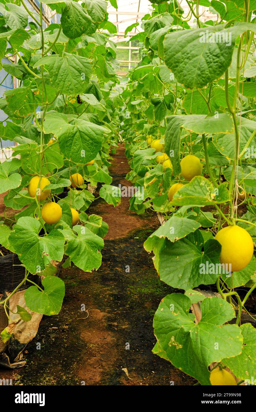 melon plantation ready for harvest Stock Photo - Alamy