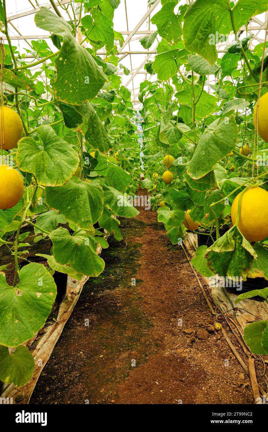 melon plantation ready for harvest Stock Photo - Alamy
