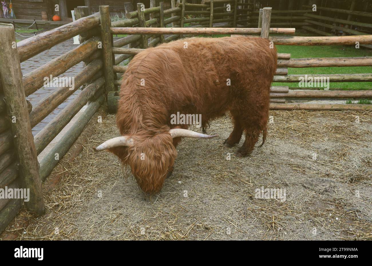 Long horns and a long shaggy coat beef cattle close up Stock Photo - Alamy