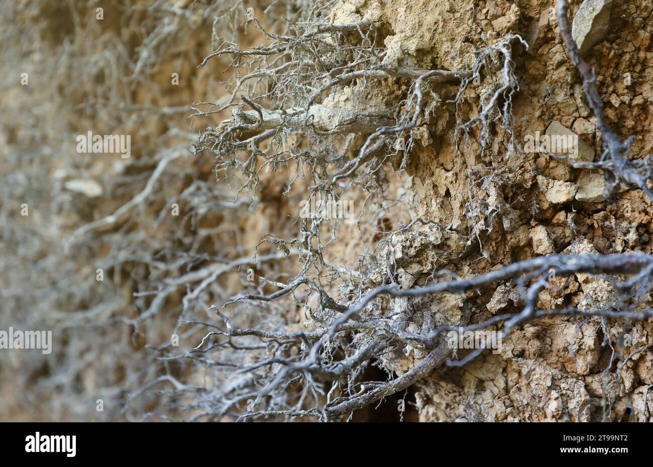Earth section with different layers of soil, rocks and plant roots ...