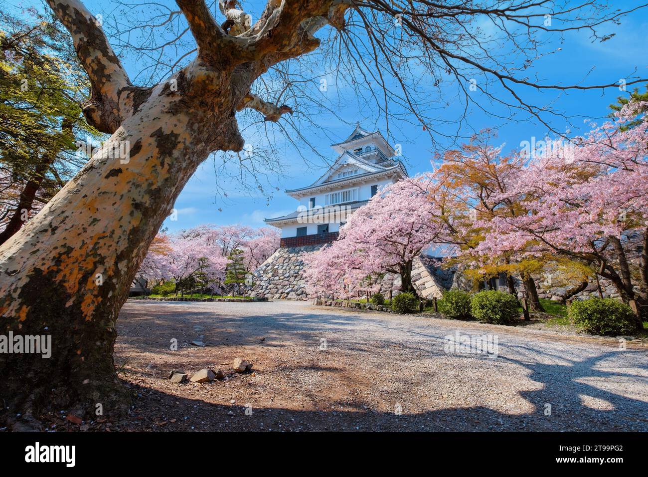 Shiga, Japan - April 3 2023: Nagahama Castle built by feudal lord ...
