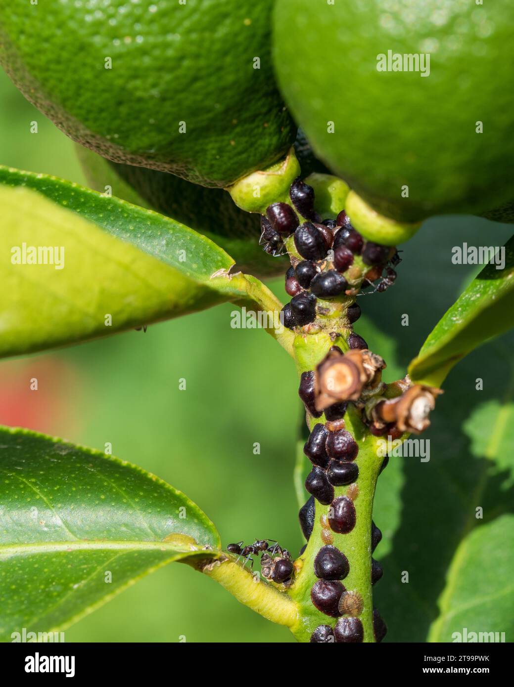 Black Citrus Aphids adults and Brown Nymphs on a young tree Stock Photo ...