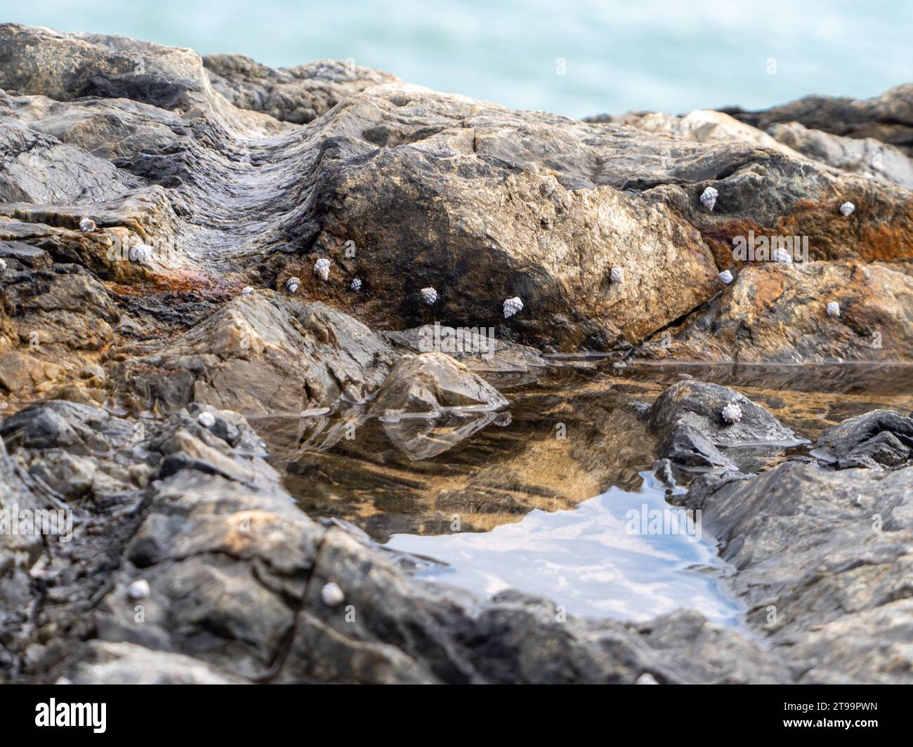 Pyramid periwinkle hi-res stock photography and images - Alamy