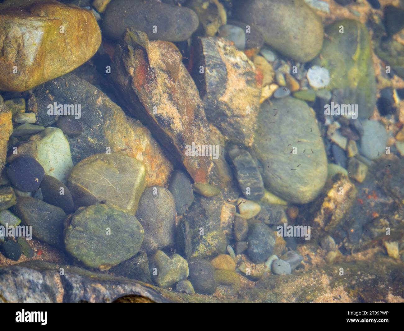 Pebbles and stones under the sea water at the oceans edge Stock Photo ...