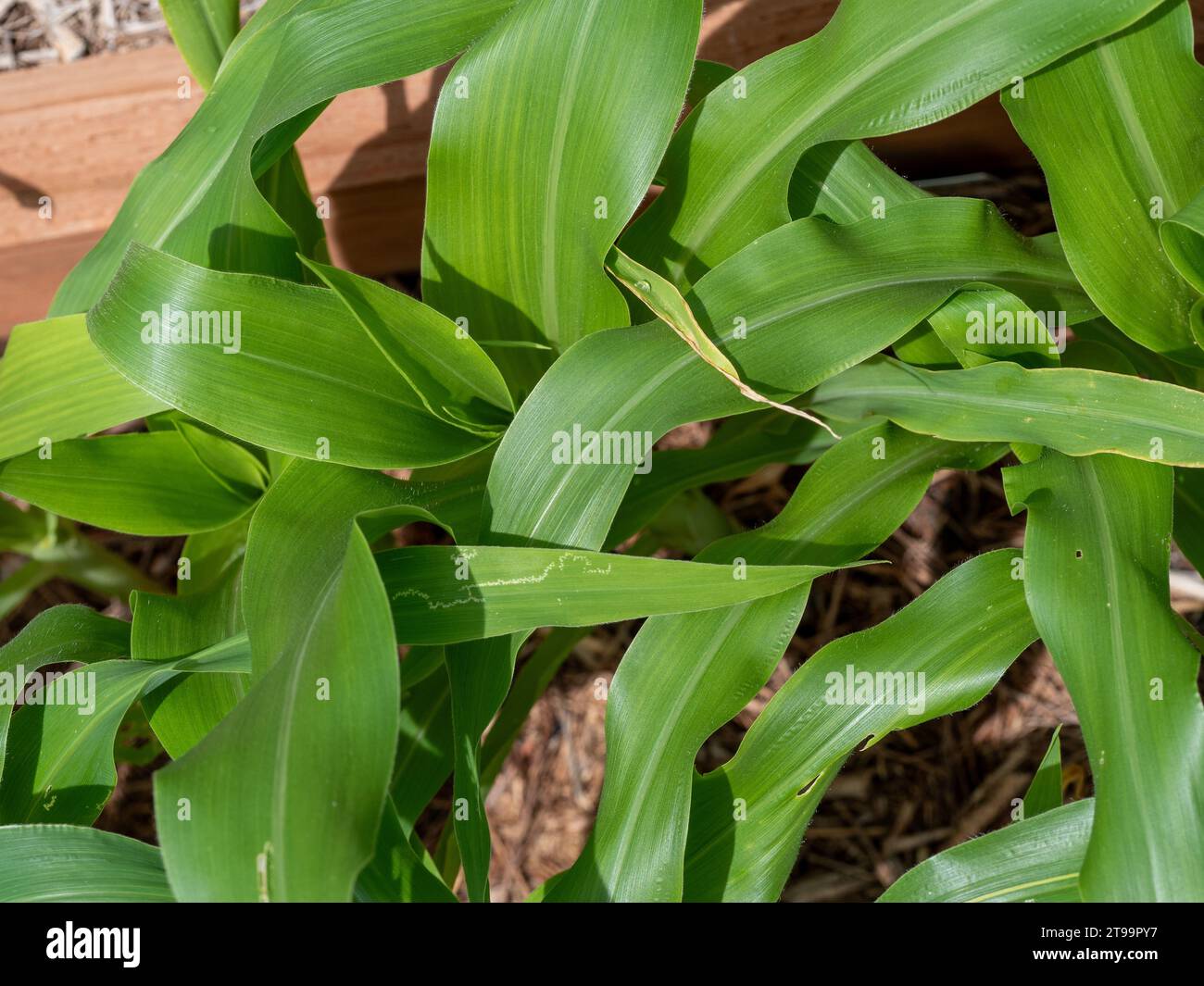Corn growth stages hi-res stock photography and images - Alamy