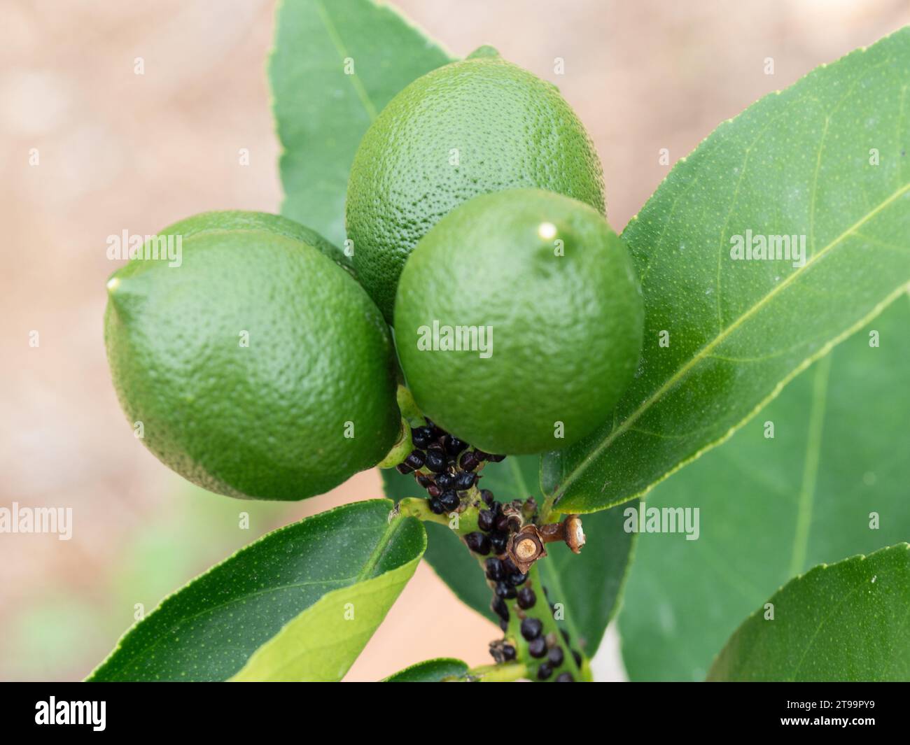 A fruiting lemon tree hi-res stock photography and images - Alamy
