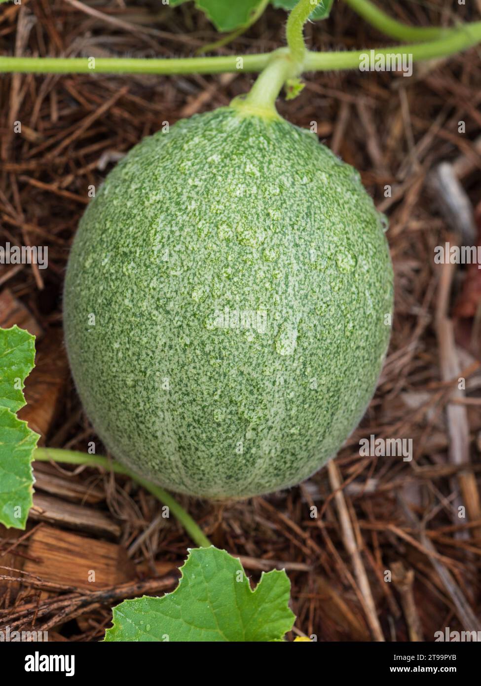 A green Rockmelon fruit on the vine growing in the garden, Australia ...