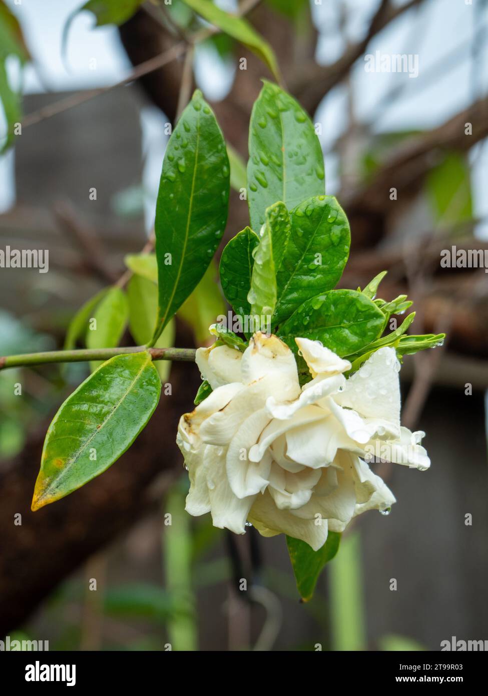 Gardenia flower and leaves covered in water droplets from the rain ...