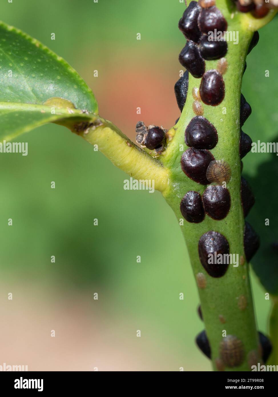 Black citrus aphids hi-res stock photography and images - Alamy