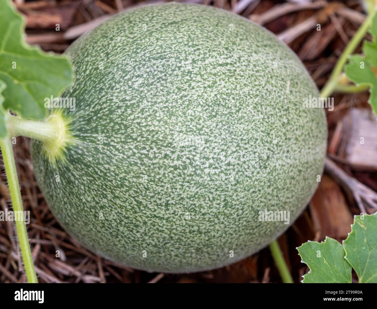 A green Rockmelon fruit on the vine growing in the garden, Australia ...
