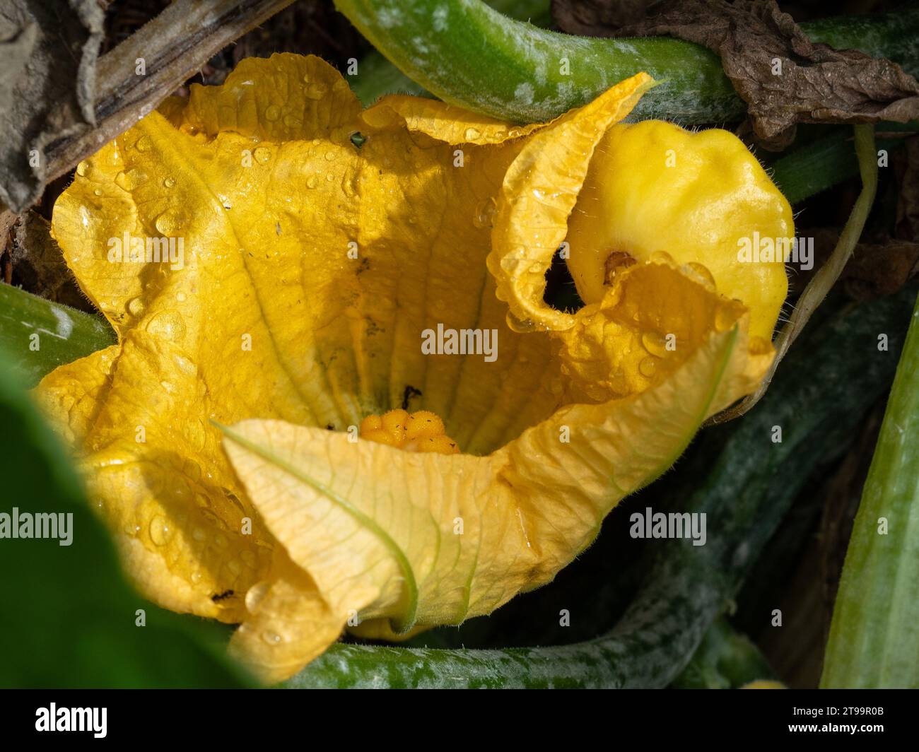 Open Yellow Button Squash flower on the vine in an Australian Vegetable ...