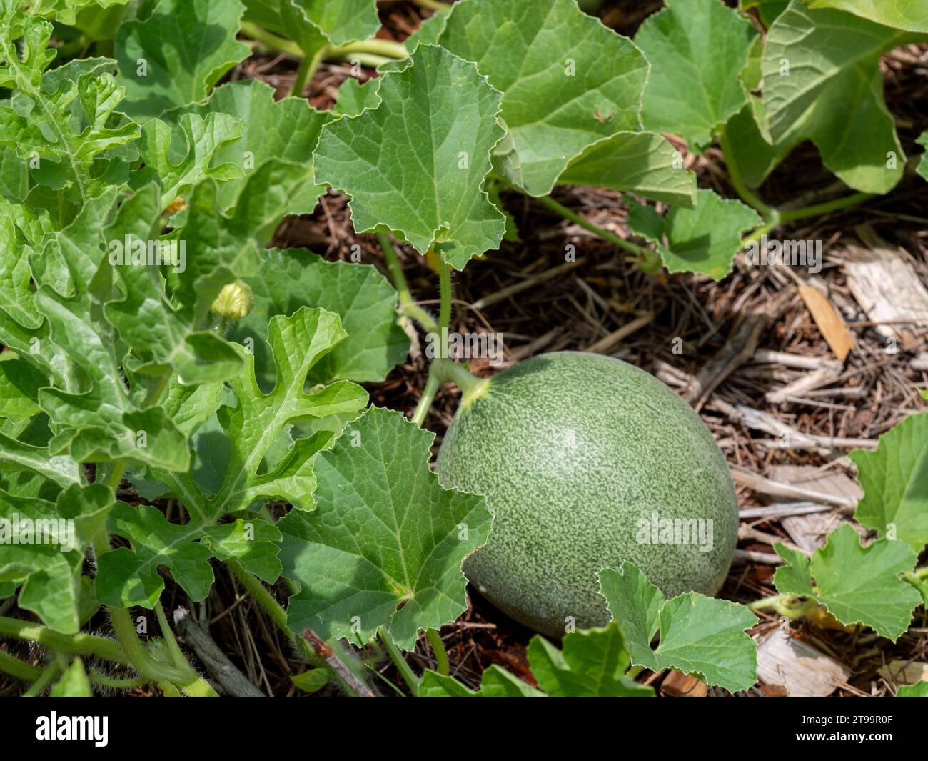 Rock melon growing on vine hi-res stock photography and images - Alamy