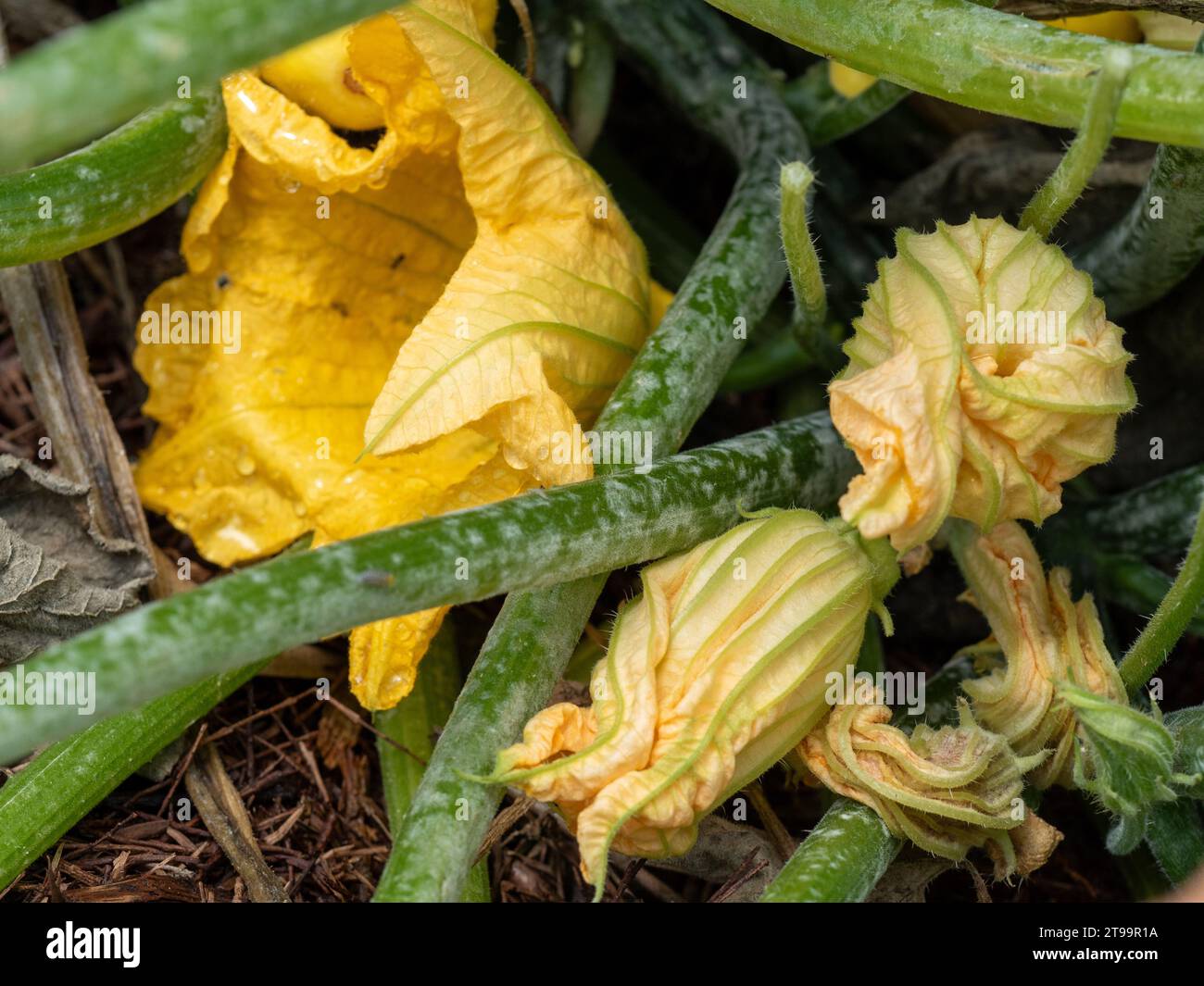 Yellow Button Squash flowers on the vine in an Australian Vegetable ...