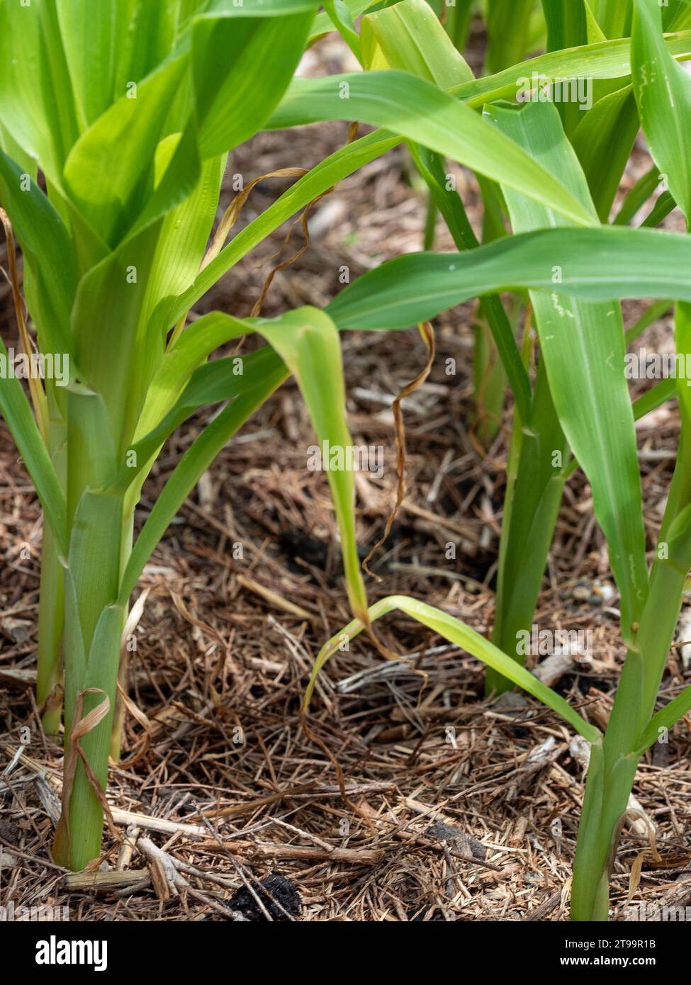 Stalk corn leafy green stalk hi-res stock photography and images - Alamy