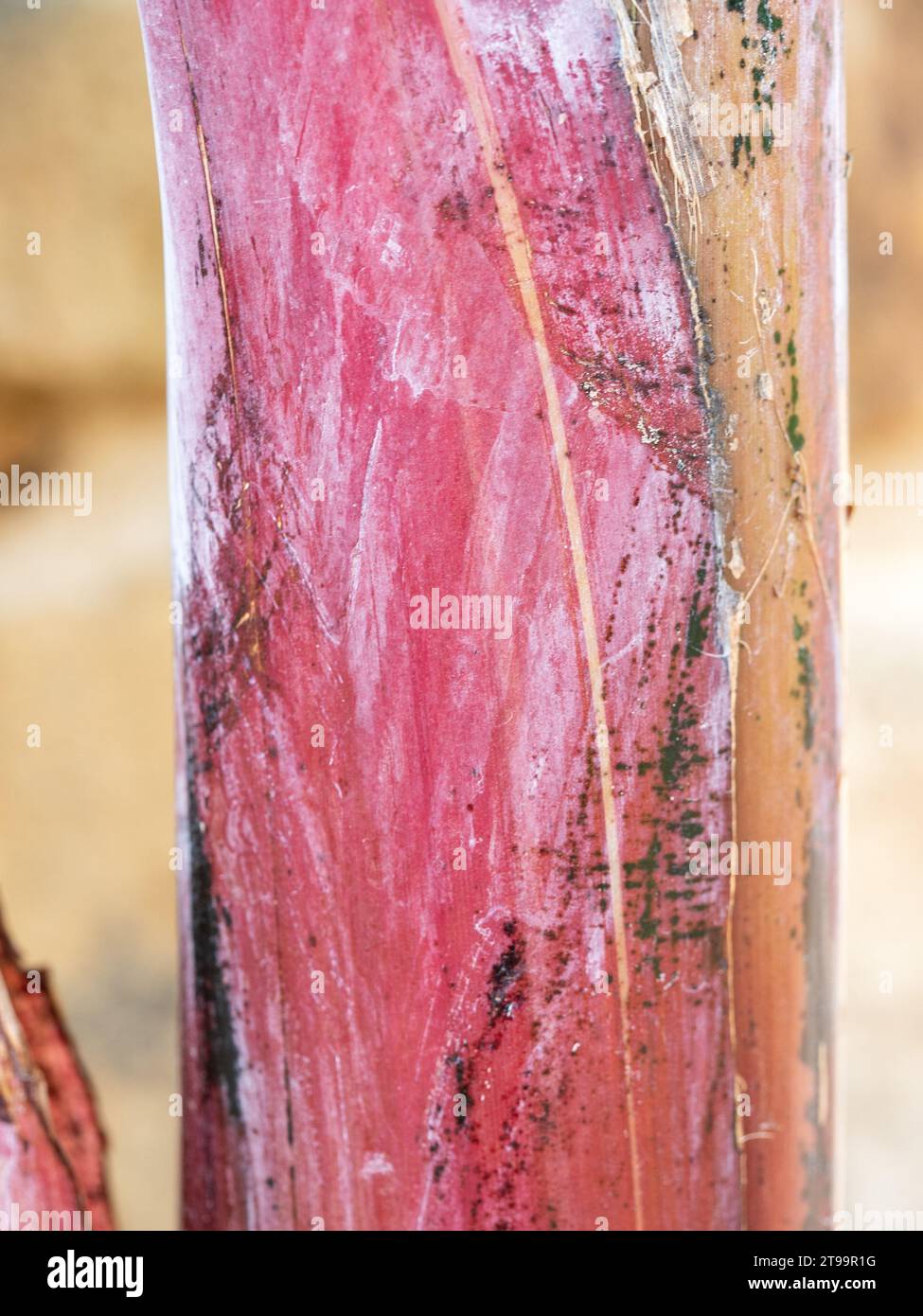 The red pseudostem or false stem of a Red Dacca Banana tree plant made ...
