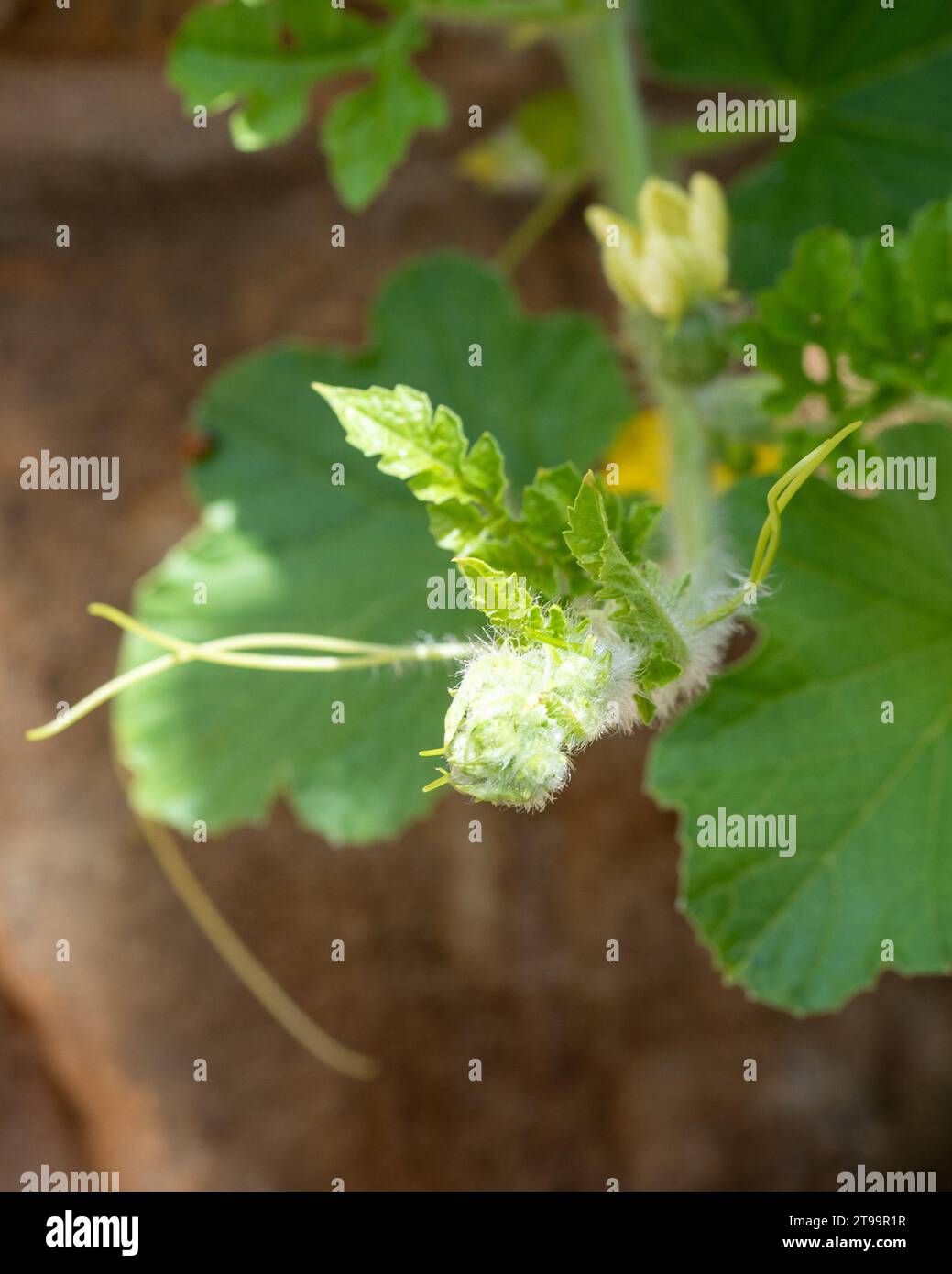 Closeup of Vines , leaves and yellow flowers of both Tomato and ...