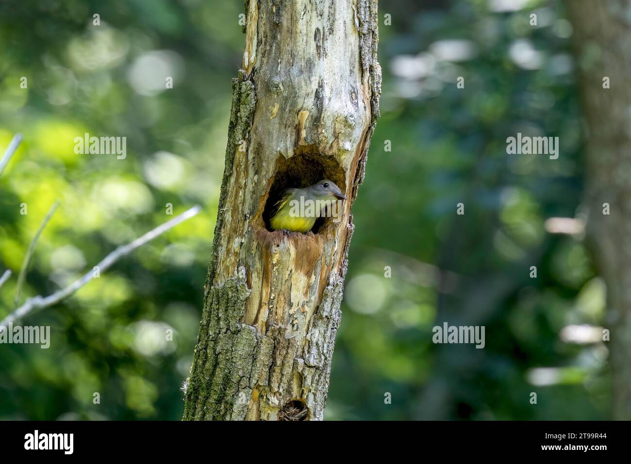 The great crested flycatcher (Myiarchus crinitus) is a large insect ...