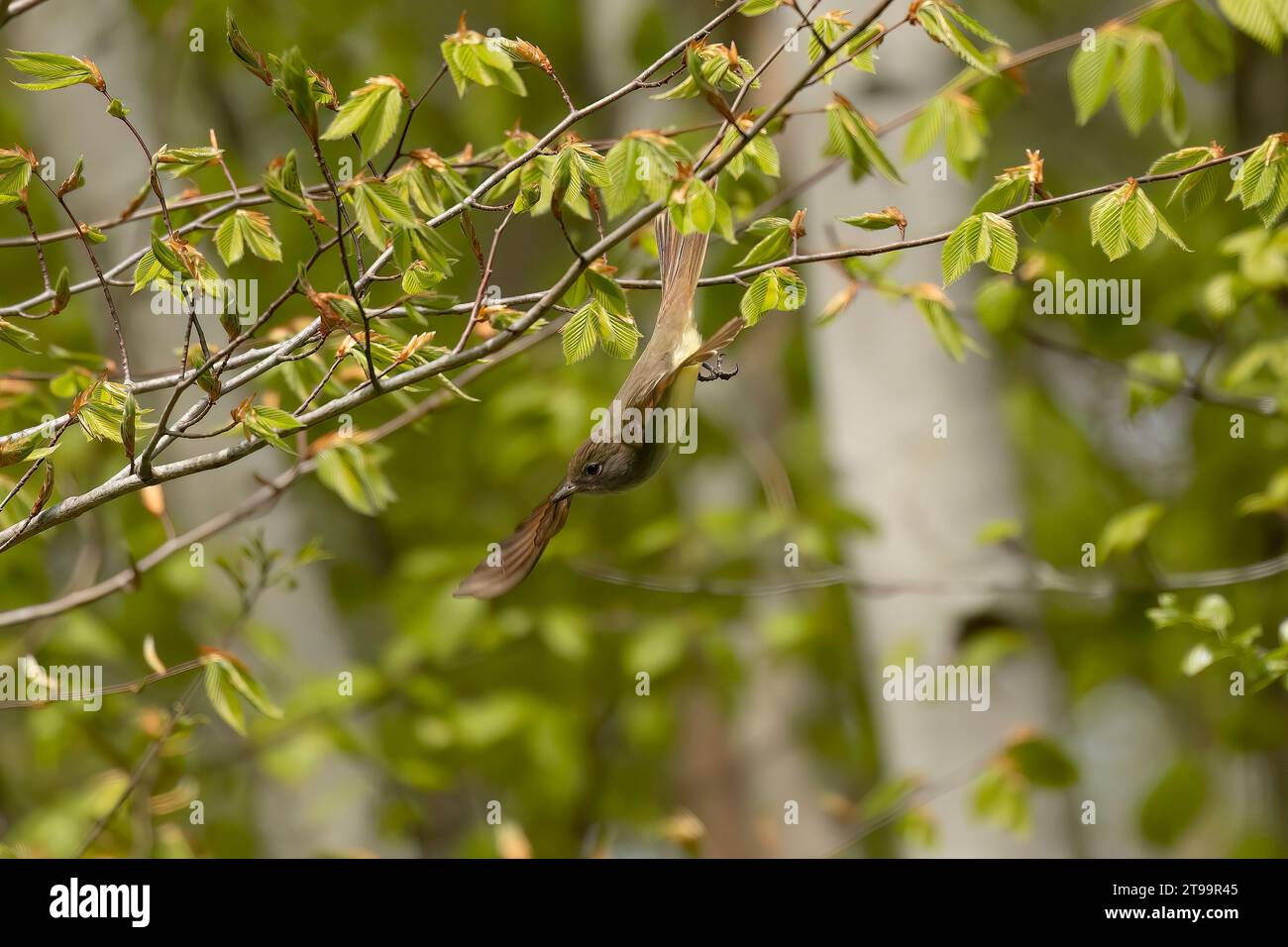 The great crested flycatcher (Myiarchus crinitus) is a large insect ...