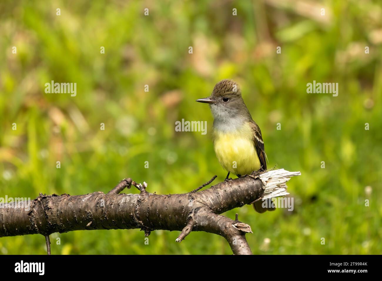 The great crested flycatcher (Myiarchus crinitus) is a large insect ...