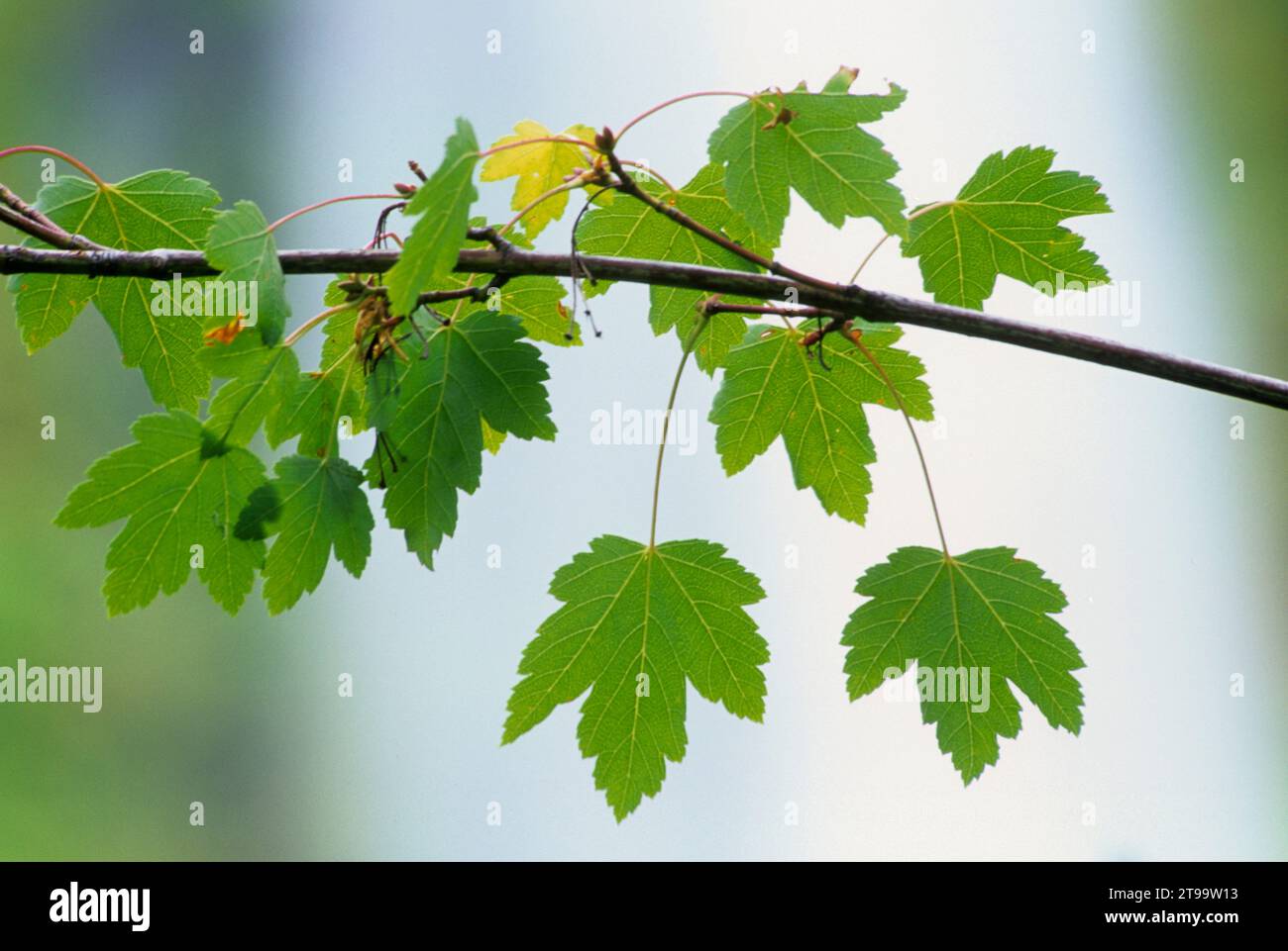 Vine maple leaves (Acer circinatum) at Mill Creek Falls, Rogue-Umpqua ...