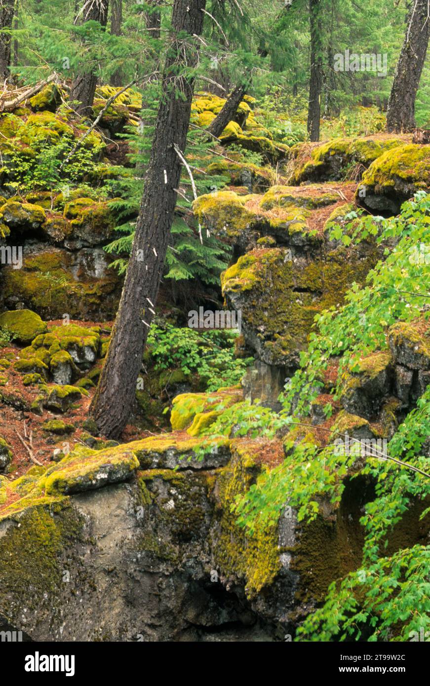 Outcrop & Douglas fir at Rogue River Gorge, Rogue Wild & Scenic River ...