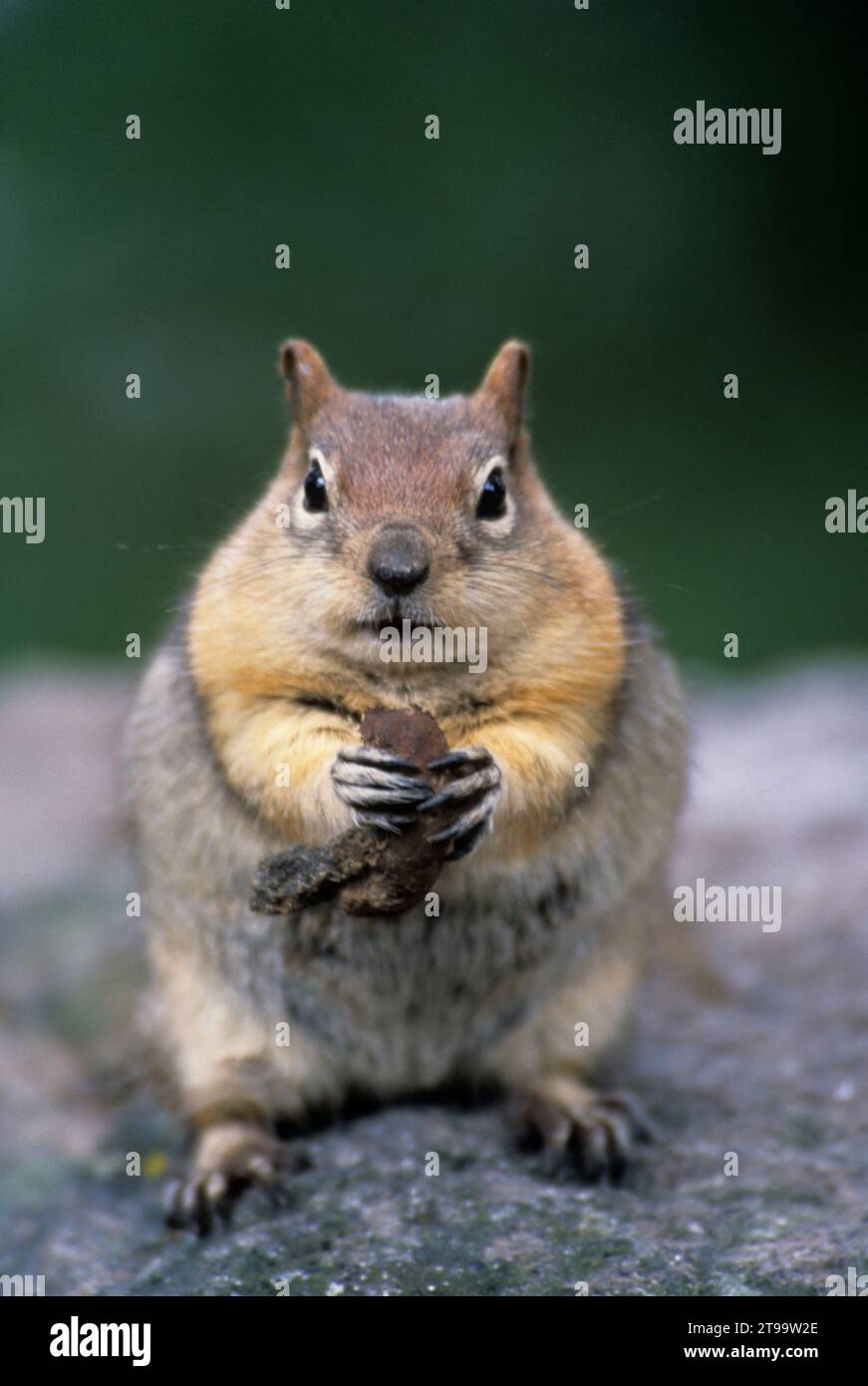 Golden-mantled ground squirrel (Spermophilus lateralis), Crater Lake ...